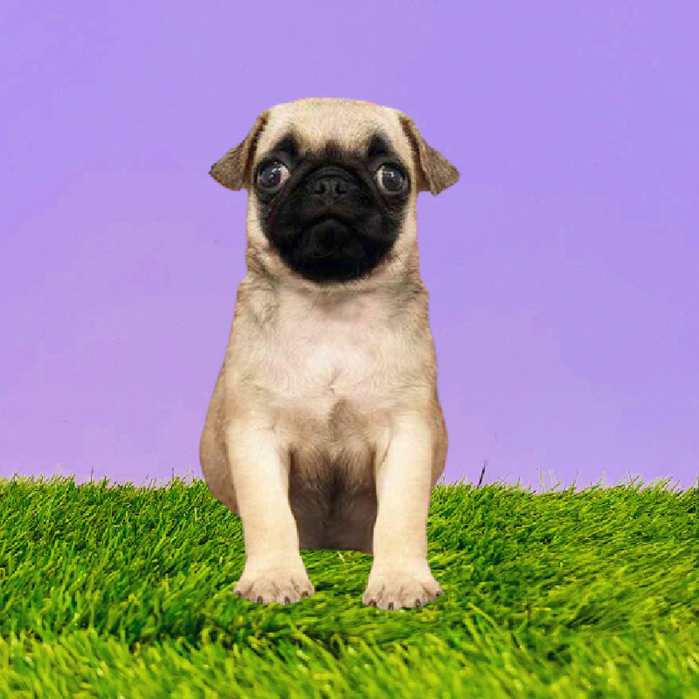 Pug Puppies for Sale - Marietta
