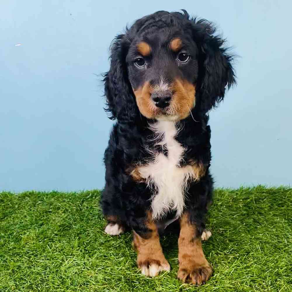 Mini Springer-Poo Puppies for Sale - Renton