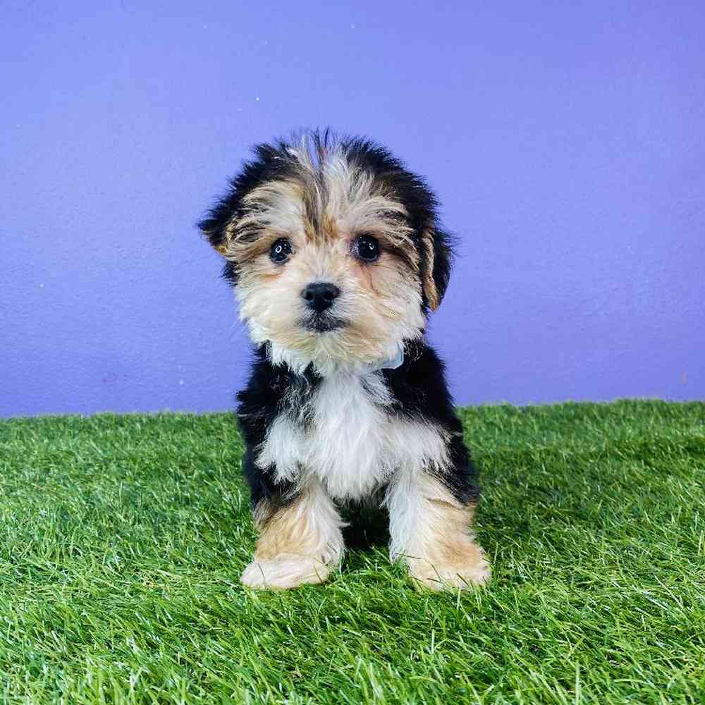 Yochon Puppies for Sale - Puyallup