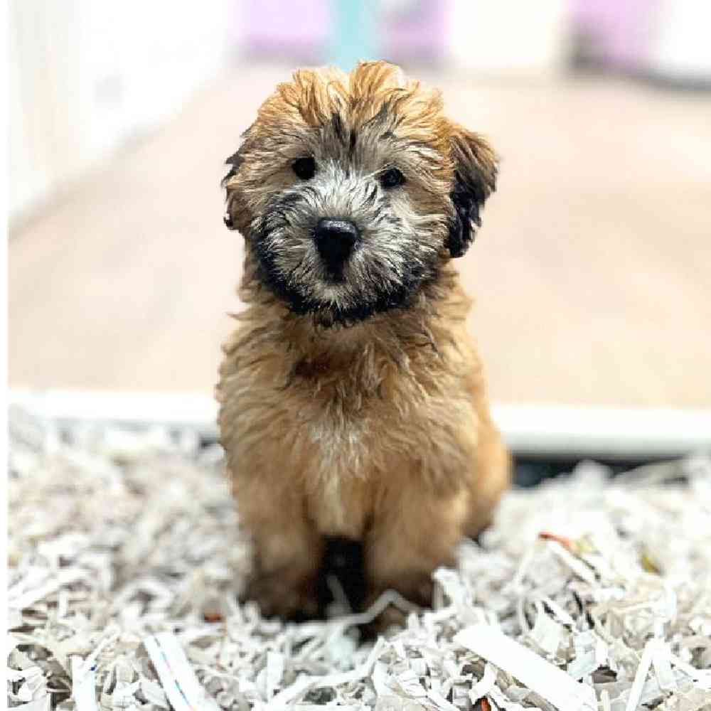 Soft Coated Wheaten Terrier Puppies for Sale - Puyallup