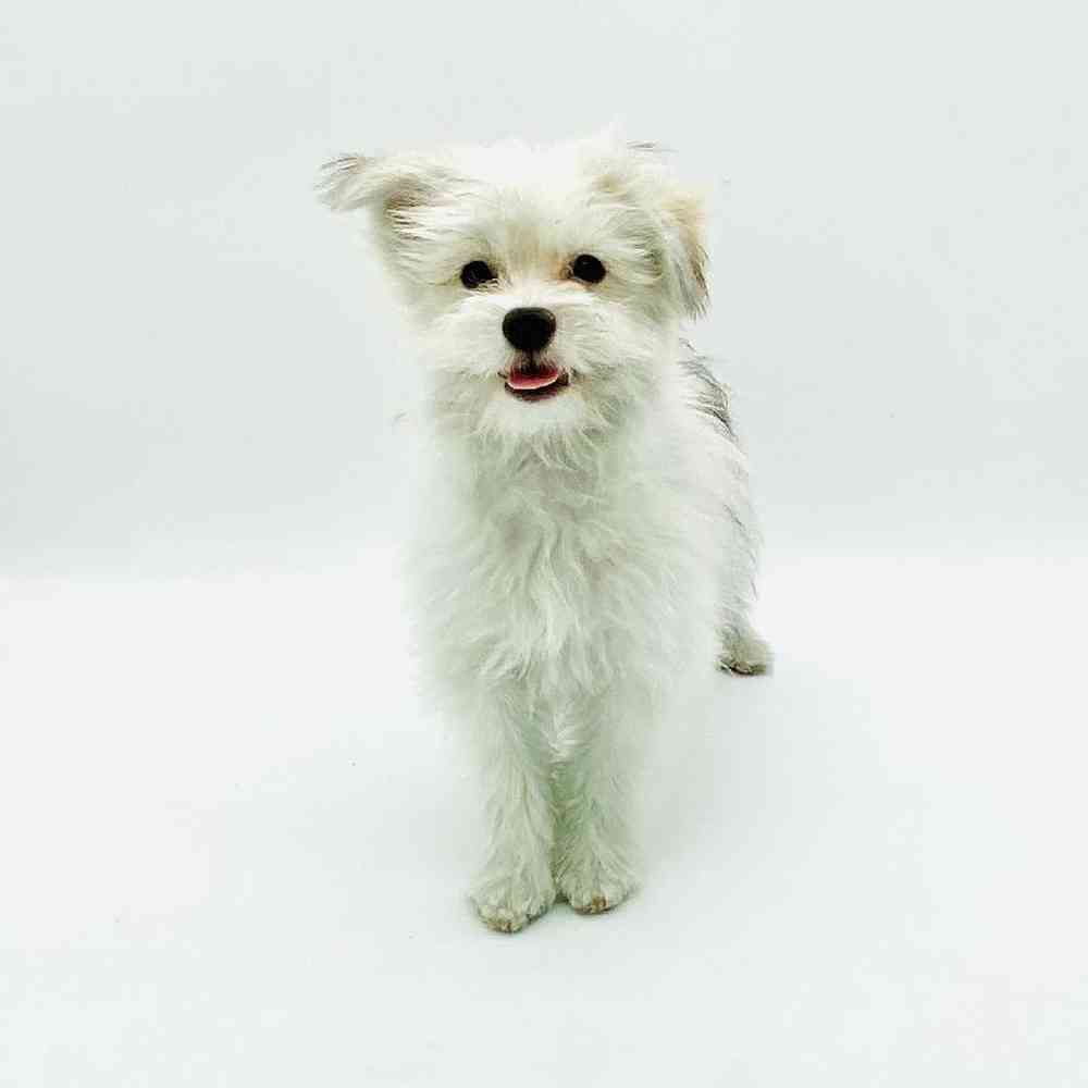 Pomachon Puppies for Sale - Puyallup