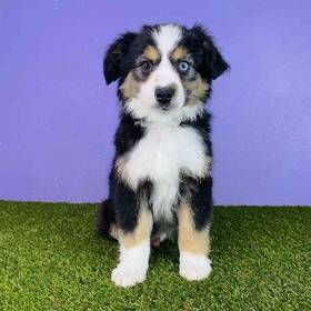 Mini Australian Shepherd Puppies for Sale - Puyallup