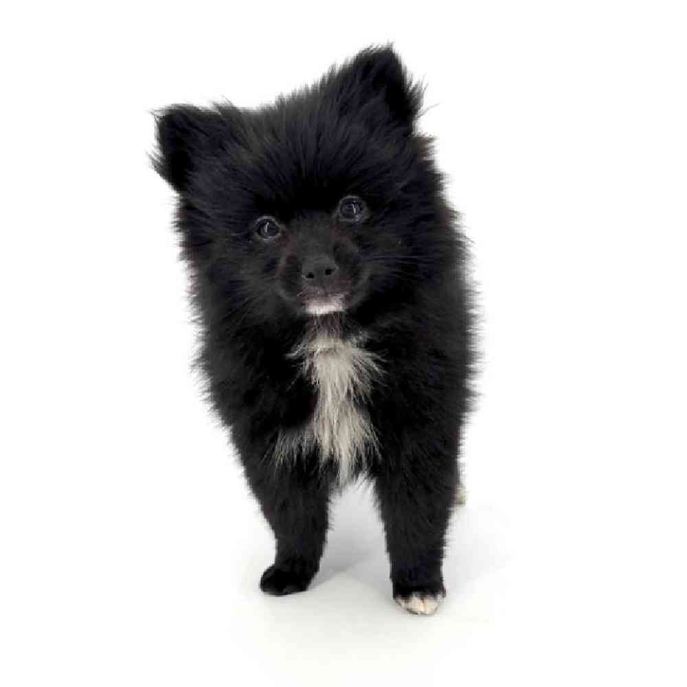 Information on Pomsky Puppies for Sale in Washington