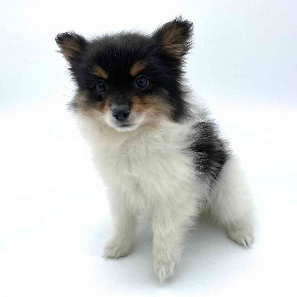 Information on Aussie Pom Puppies for Sale in Washington
