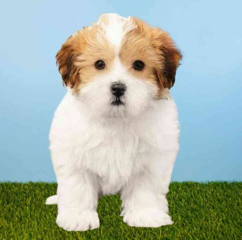 Yochon Puppies for Sale - Meridian