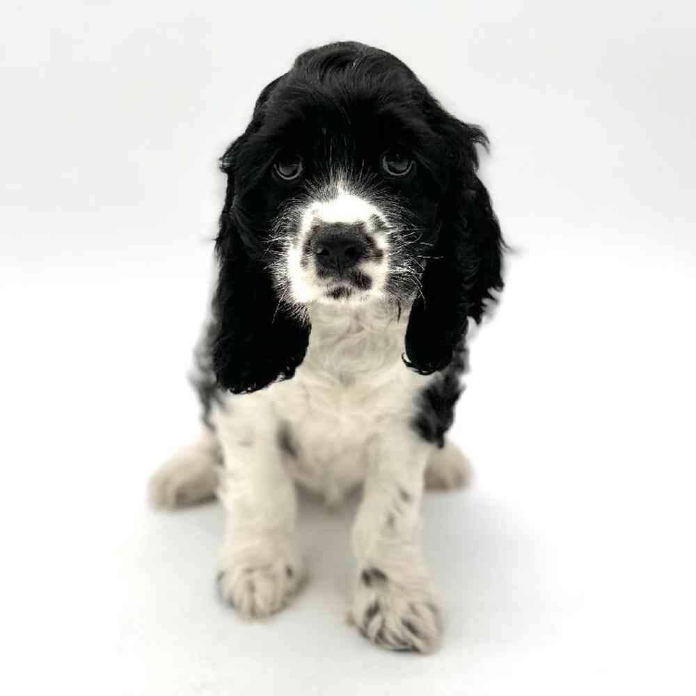 Information on Cockadoodle Puppies for Sale in Washington
