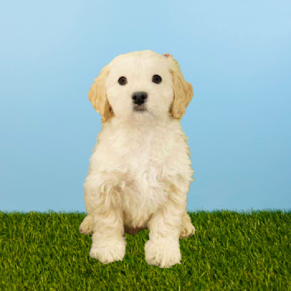 Cockachon Puppies for Sale - Pasadena