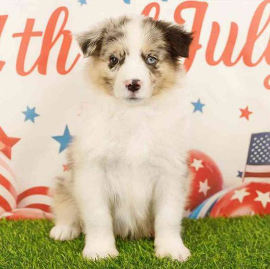 Mini Australian Shepherd Puppies for Sale in Puyallup, Washington