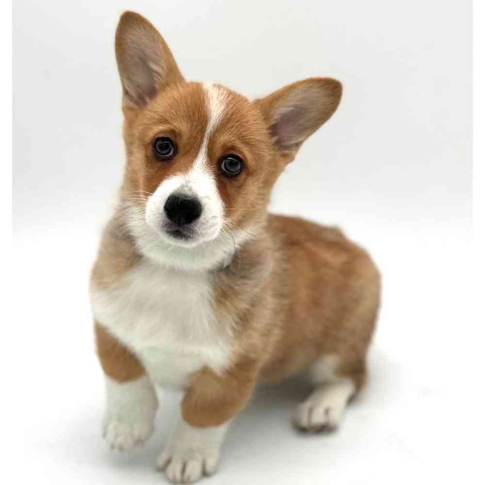 Information on Horgi Puppies for Sale in Washington