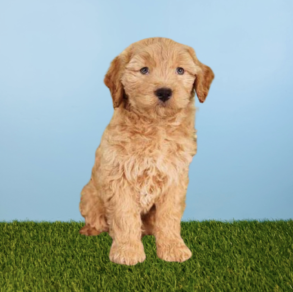 2nd Gen Mini Goldendoodle Puppies for Sale - Tolleson