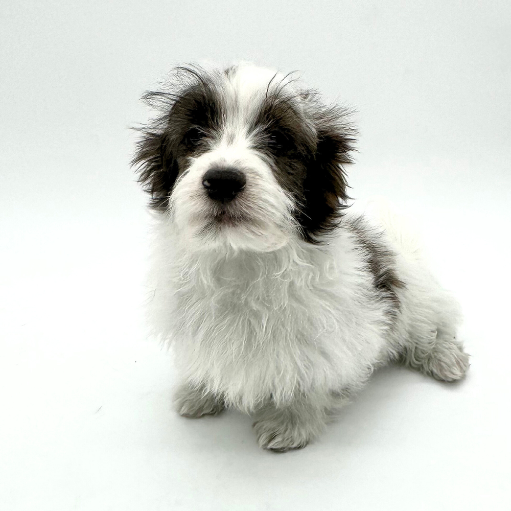 Information on Havanese/Yorkie Puppies for Sale in Washington