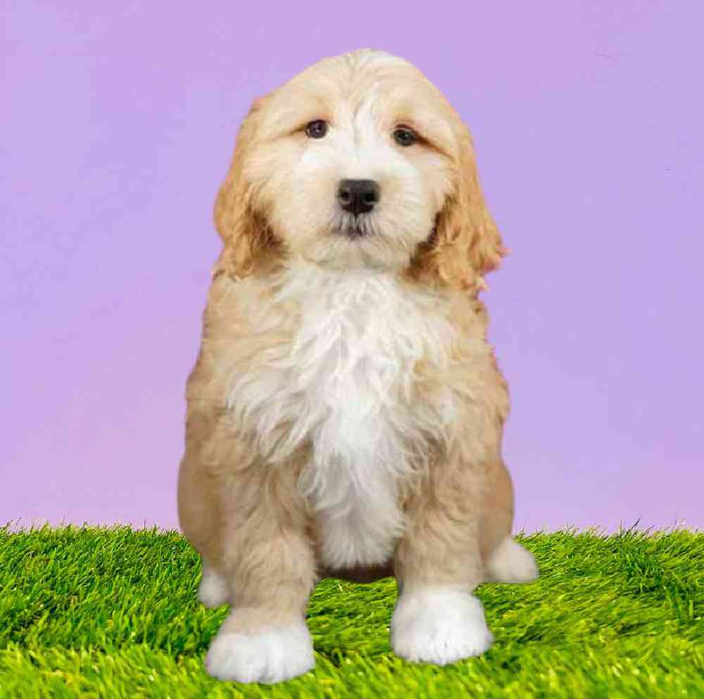 Information on 2nd Gen Mini Goldendoodle Puppies for Sale in Washington