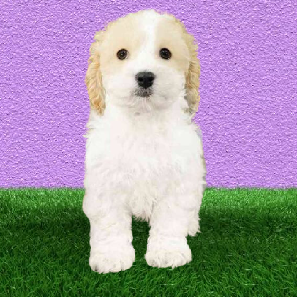 Cockachon Puppies for Sale - Marietta