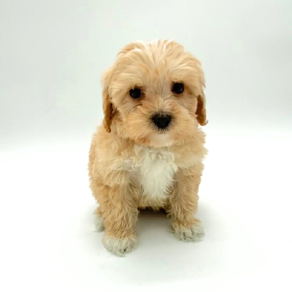 2nd Gen Mini Goldendoodle Puppies for Sale - Puyallup